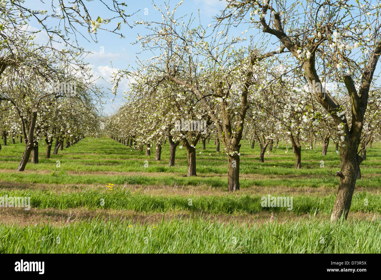Flower the orchard hi-res stock photography and images - Alamy