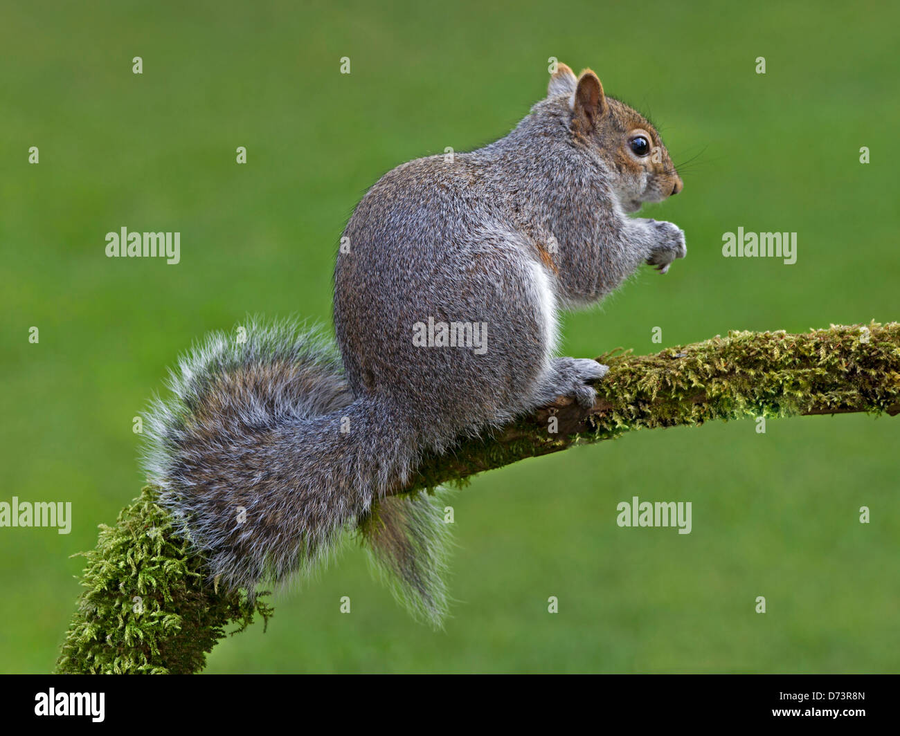 Grey squirrel on tree branch Stock Photo - Alamy