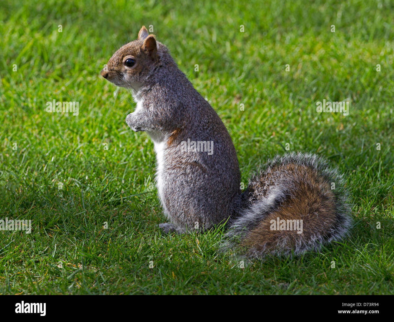 Grey squirrel standing upright Stock Photo - Alamy