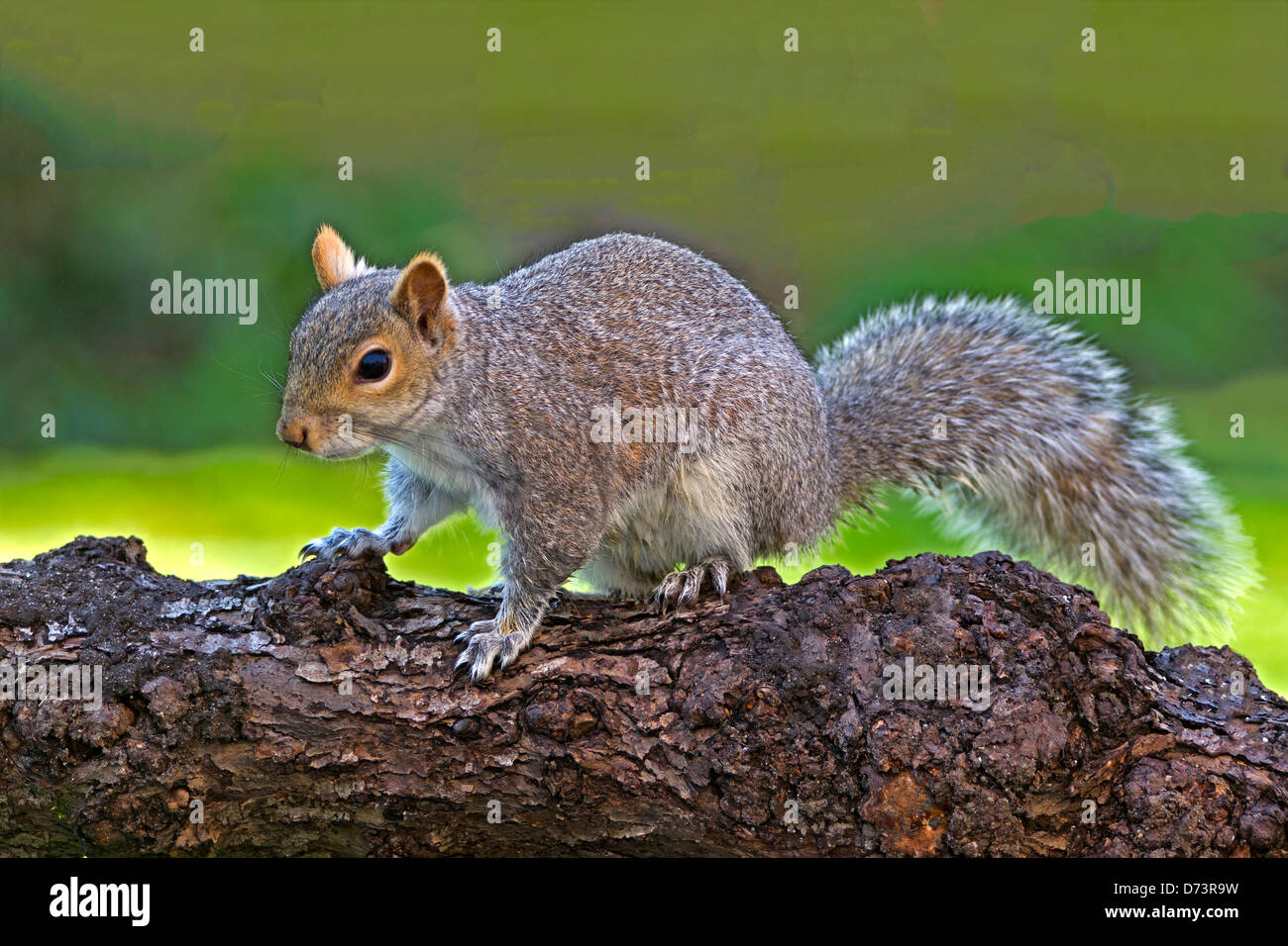 Grey squirrel on tree branch Stock Photo - Alamy