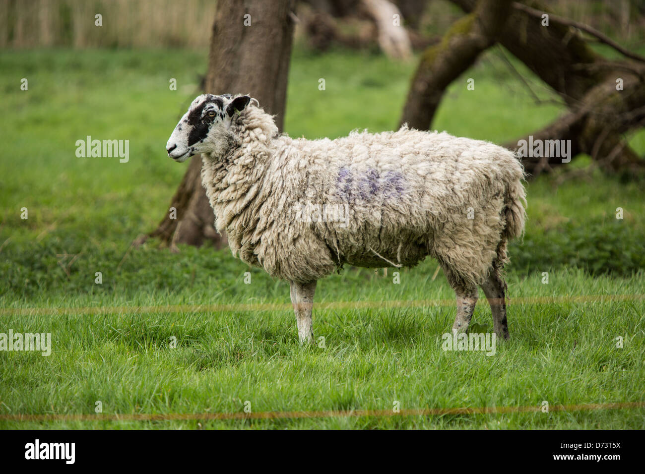 Lamb / Sheep in pasture Stock Photo - Alamy