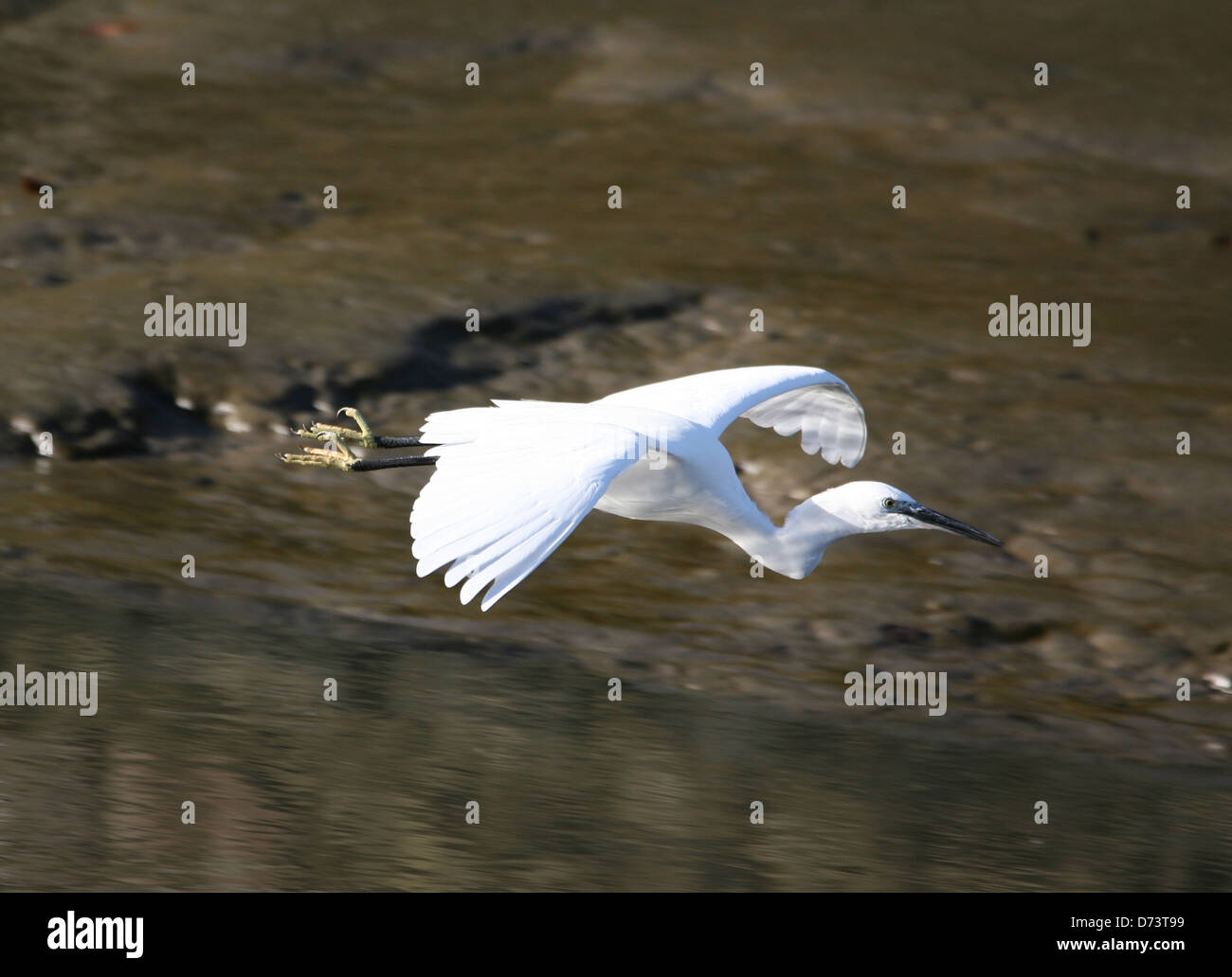 Little Egret flying Stock Photo - Alamy