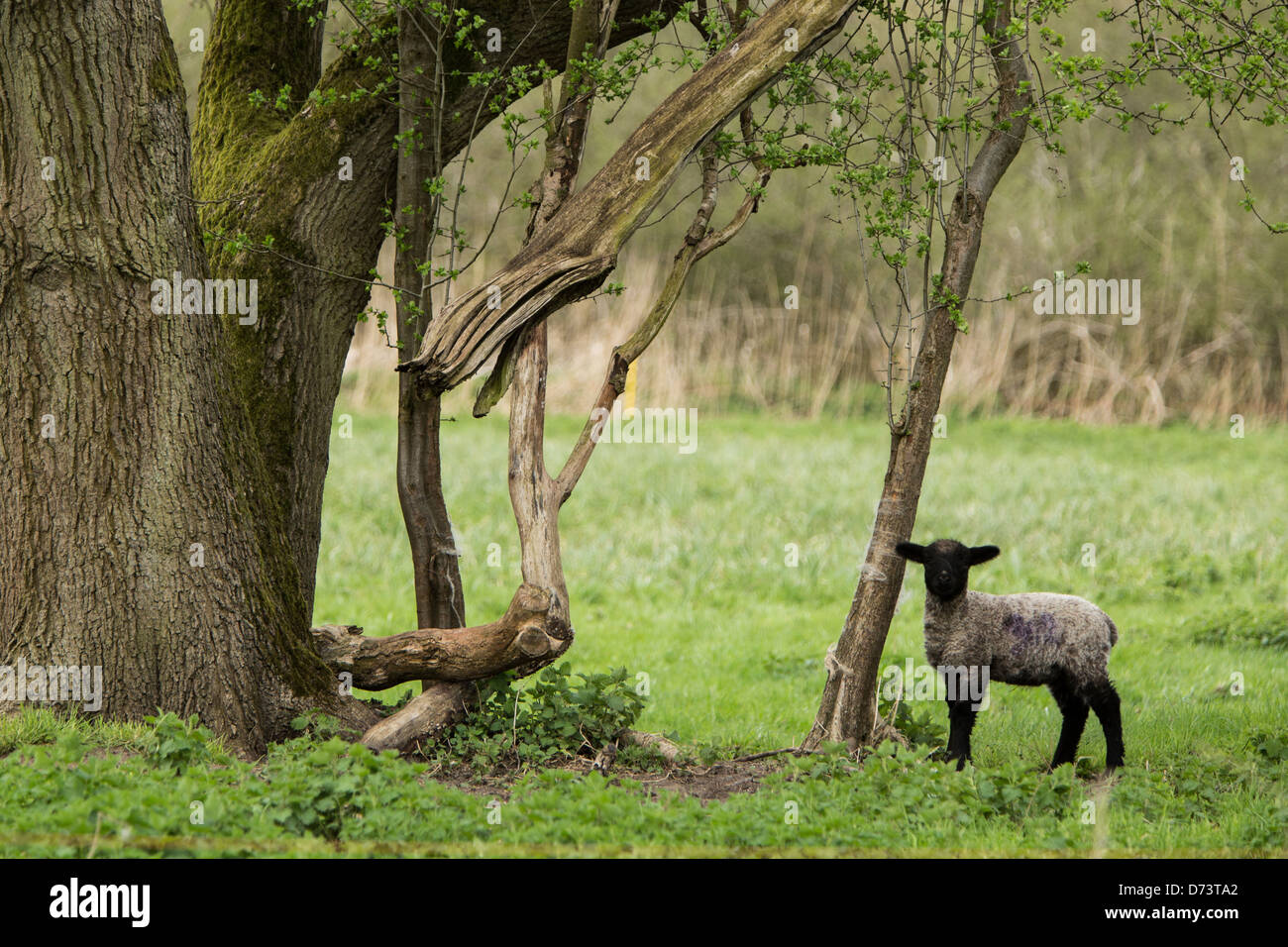 Lamb / Sheep in pasture Stock Photo - Alamy