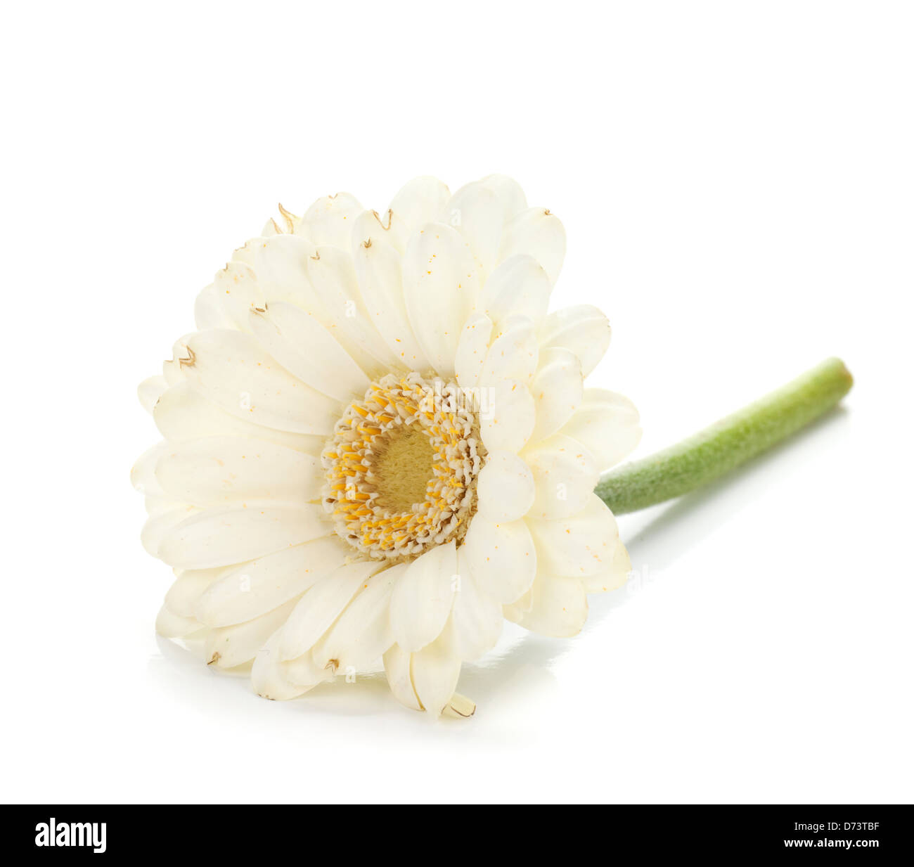 Lying white gerbera flower. Isolated on white background Stock Photo ...