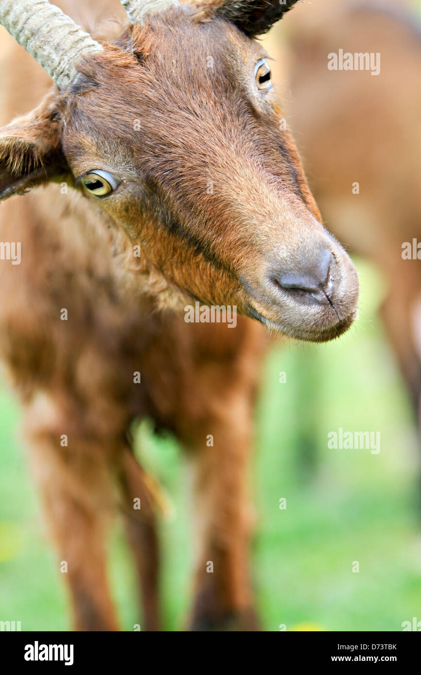 Goat (Capra aegagrus hircus Stock Photo - Alamy