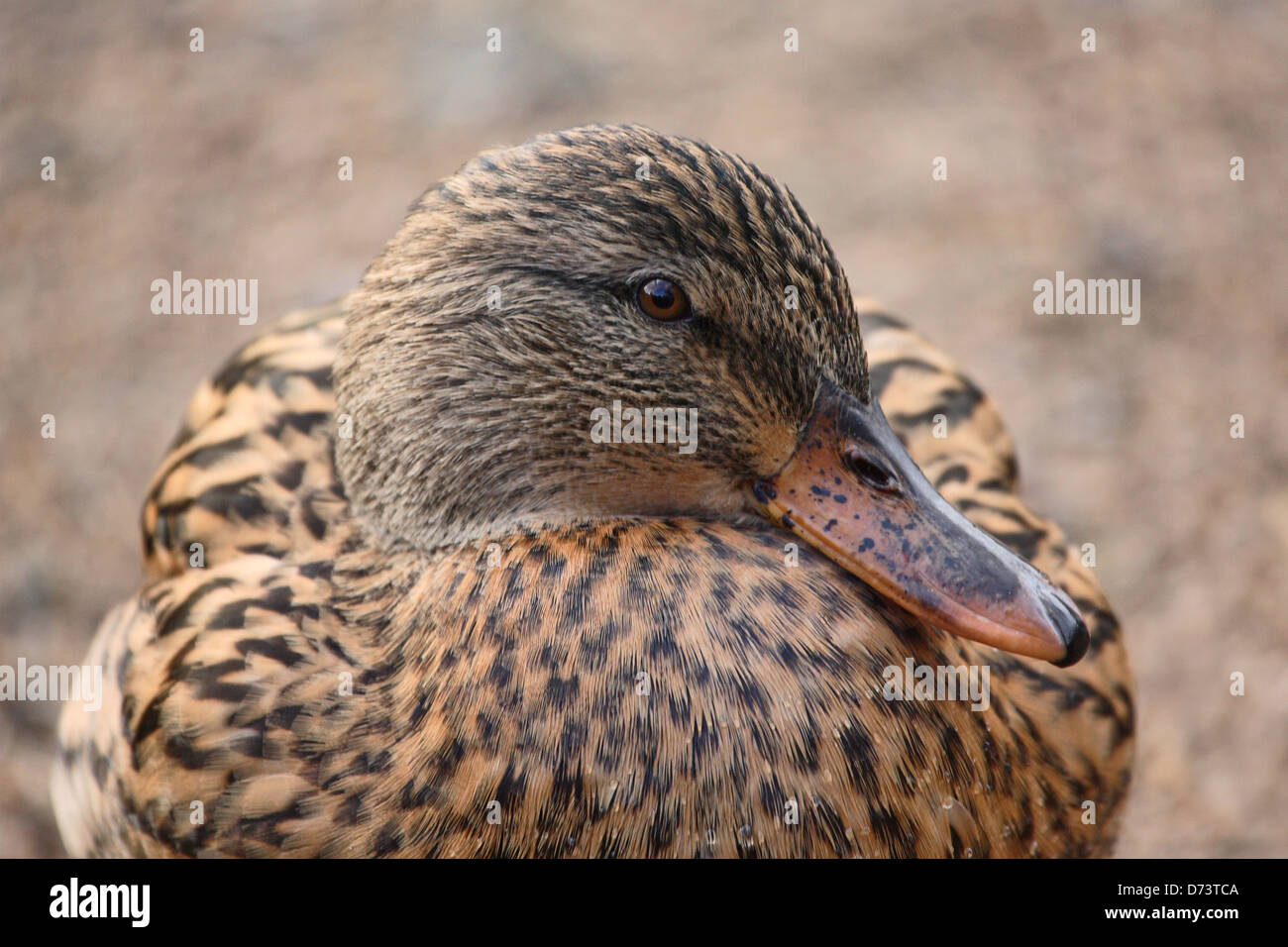 Female duck headshot hi-res stock photography and images - Alamy