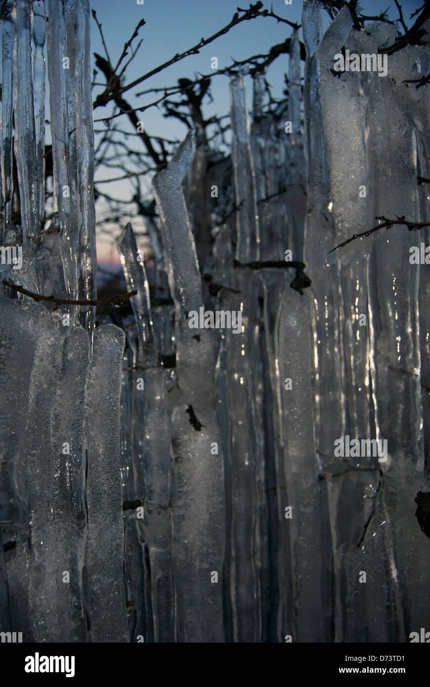 Icicles on frozen bush hi-res stock photography and images - Alamy