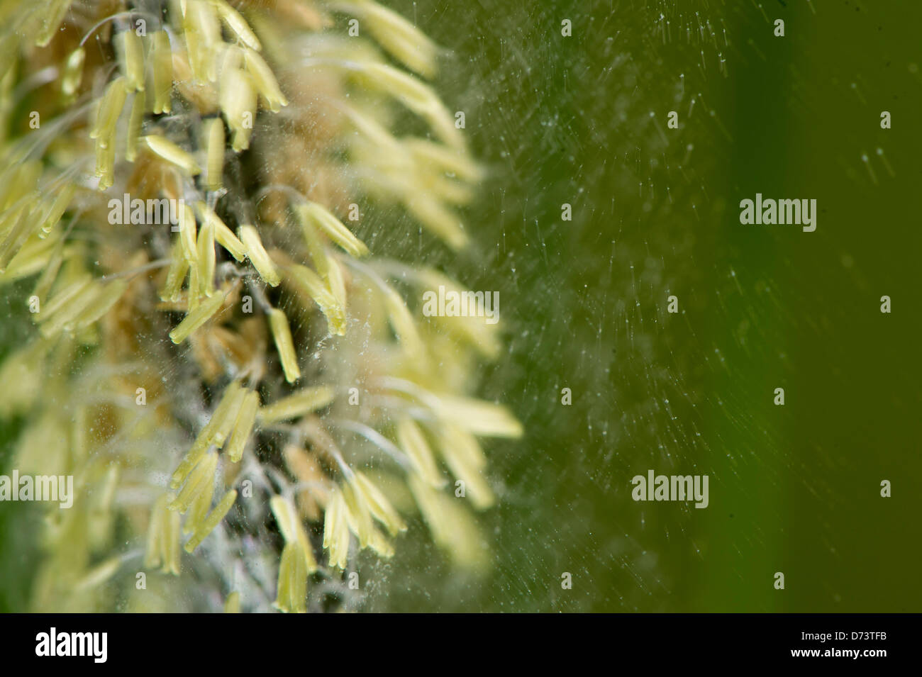 April 28, 2013 - Roseburg, Oregon, U.S - Small grains of grass pollen ...