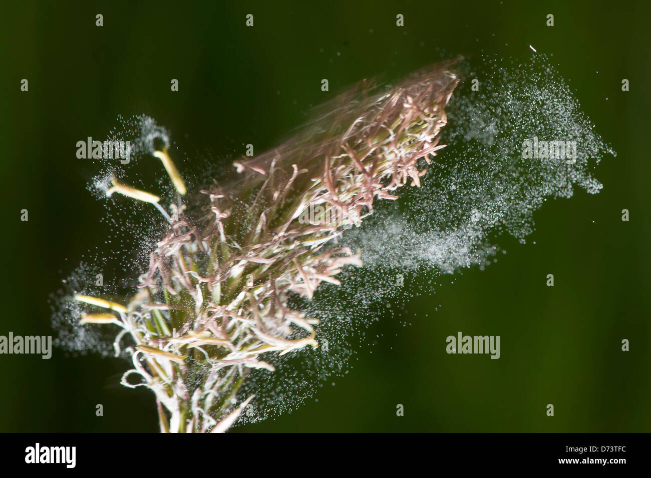 Hay fever free hi-res stock photography and images - Alamy