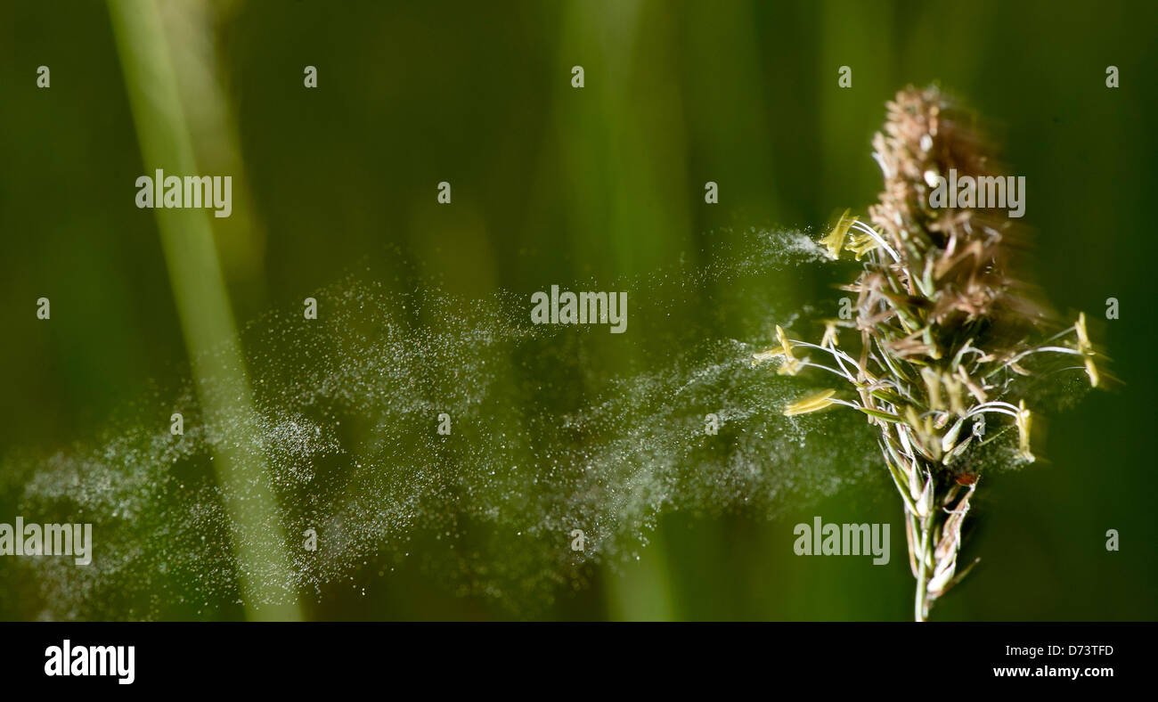 Hay fever free hi-res stock photography and images - Alamy