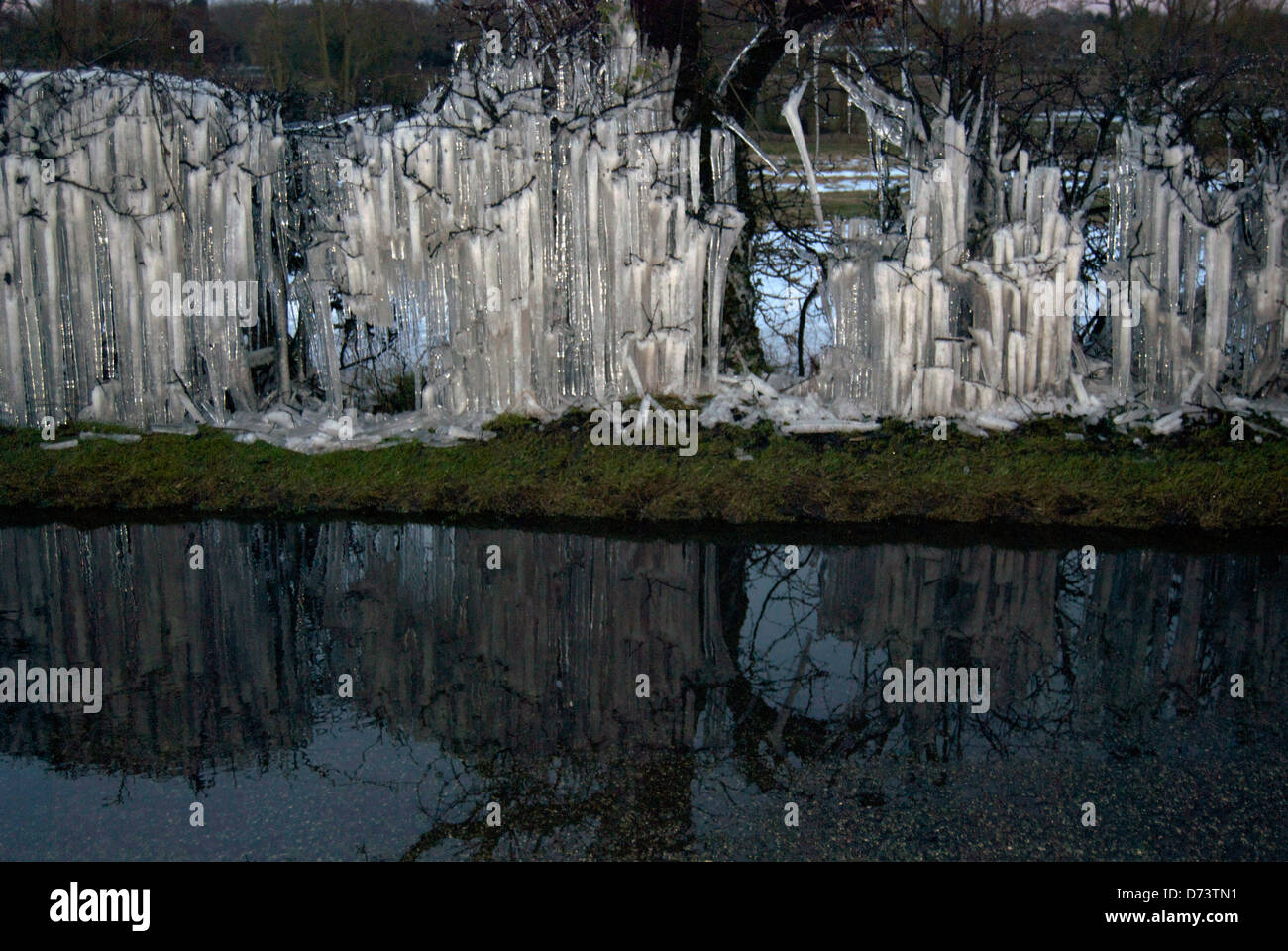 Icicles growing on hedge Stock Photo - Alamy