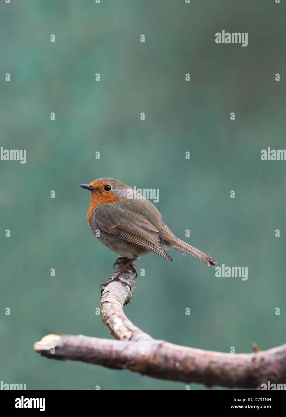 Robin on branch Stock Photo - Alamy