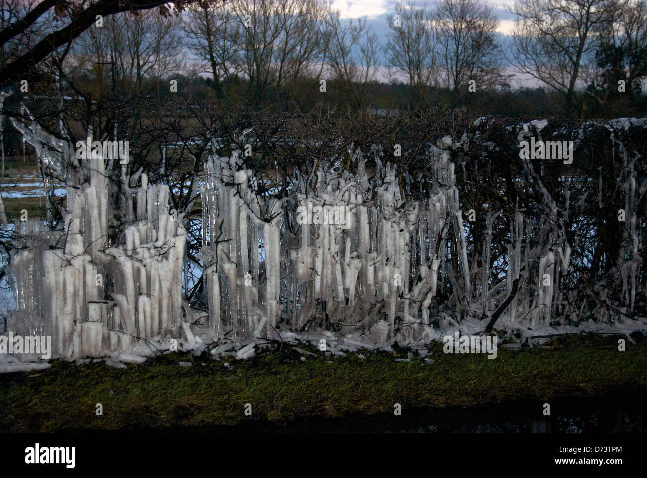 Icicles growing on hedge Stock Photo - Alamy