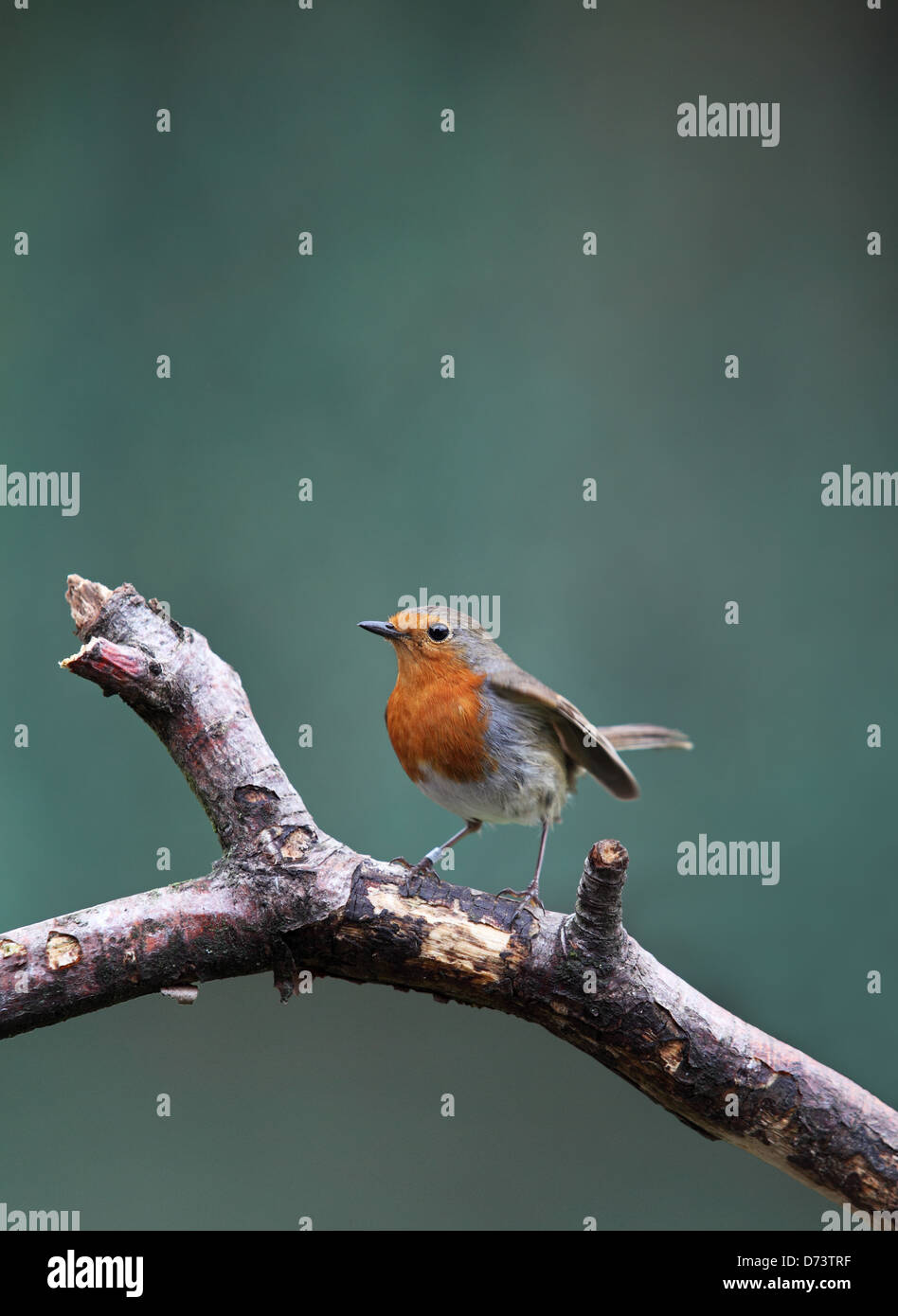 Robin on branch Stock Photo - Alamy