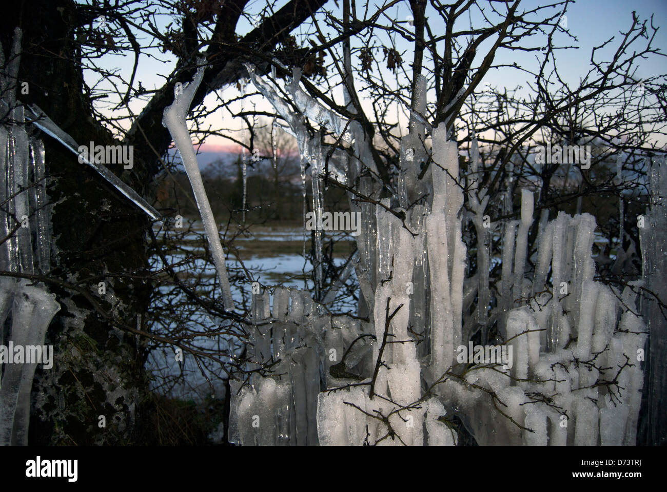 Icicles growing on hedge Stock Photo - Alamy