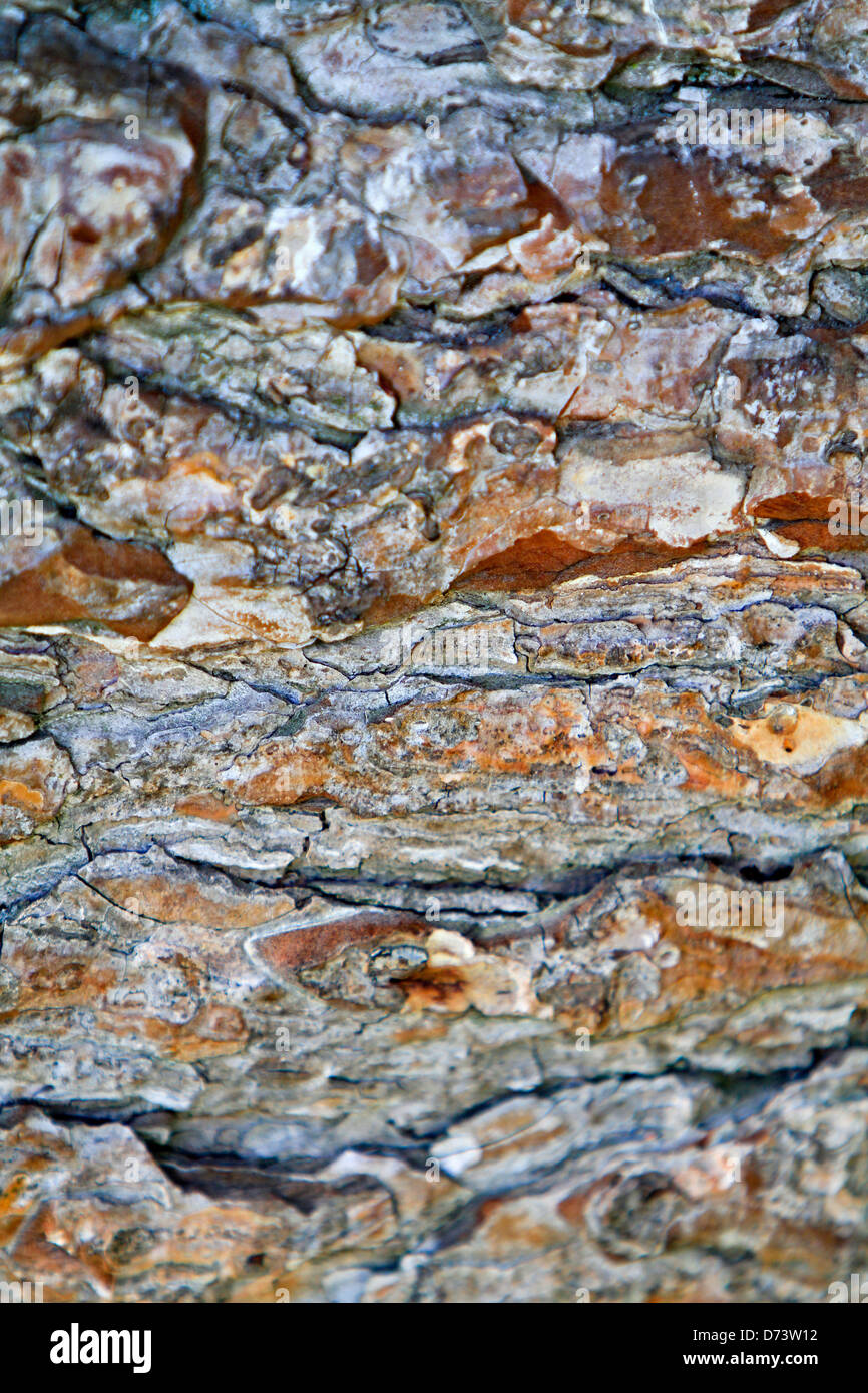 Bark and wood backdrop hi-res stock photography and images - Alamy