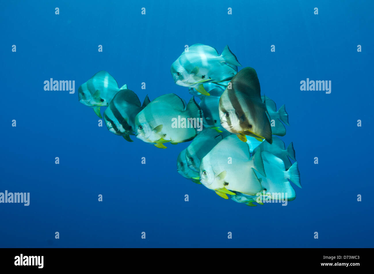 A school of Pacific spadefish Stock Photo - Alamy
