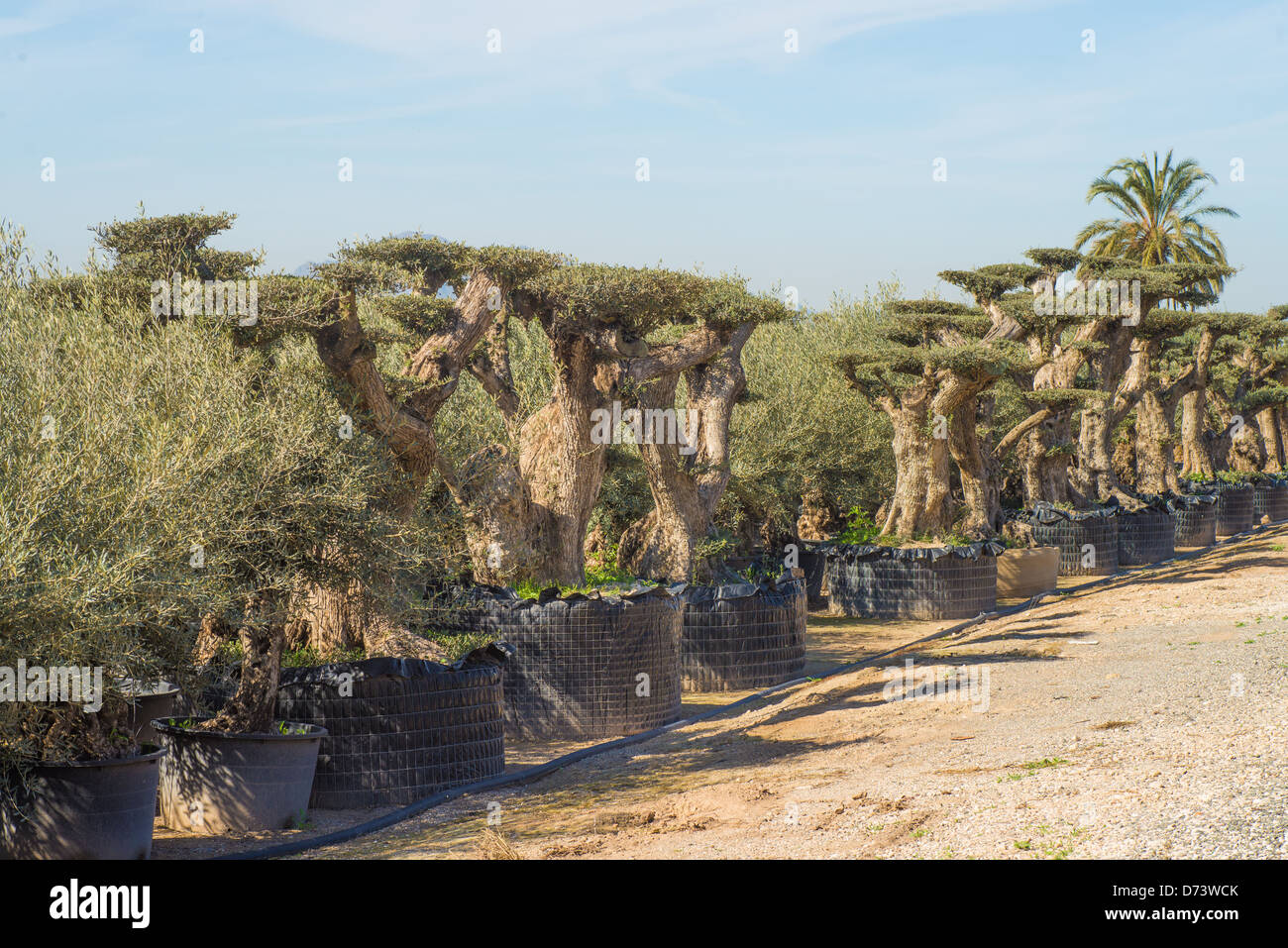 Arboretum with different types of olive trees Stock Photo - Alamy