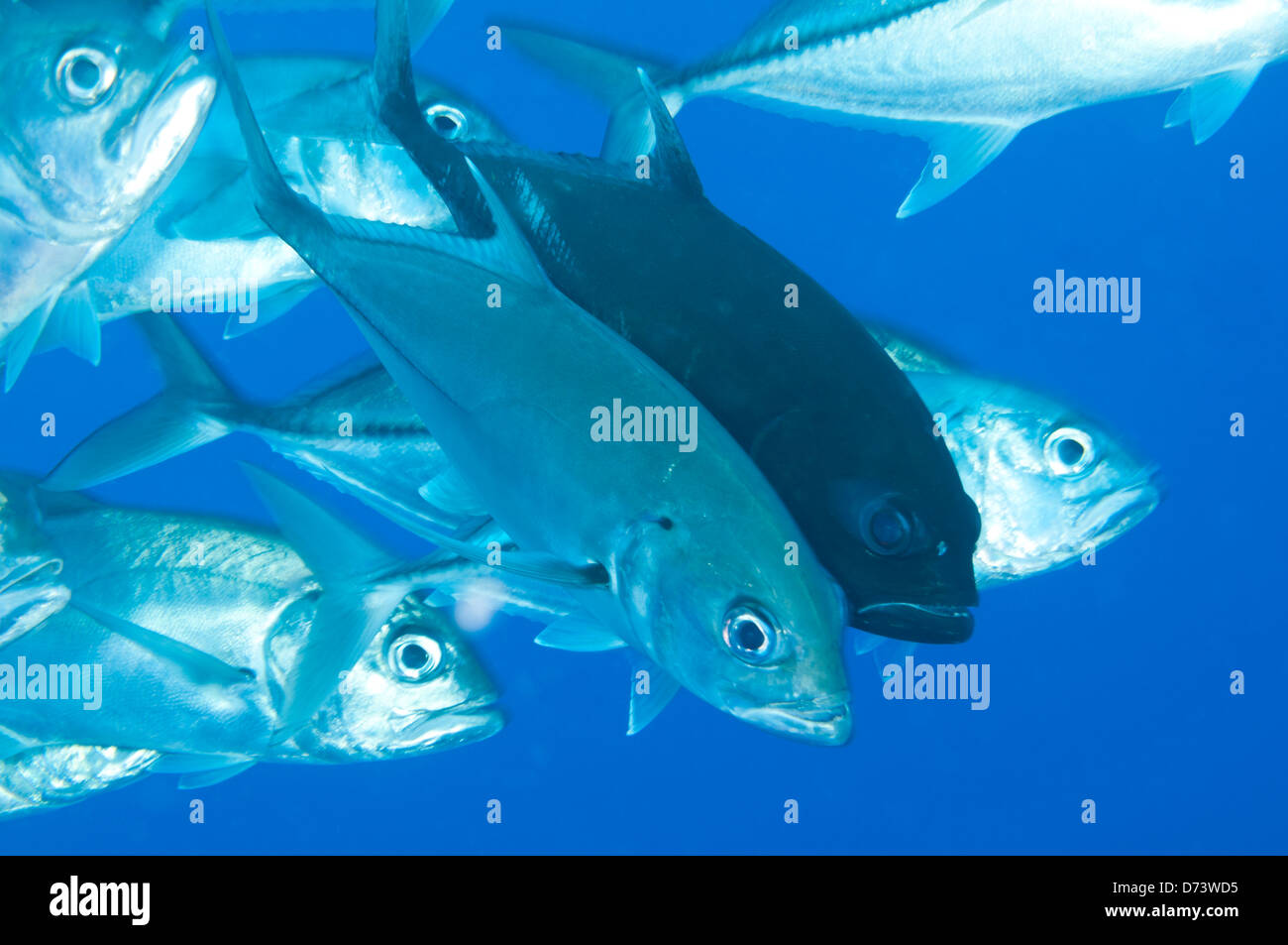 A close up shot of a school of big eye trevally Stock Photo - Alamy