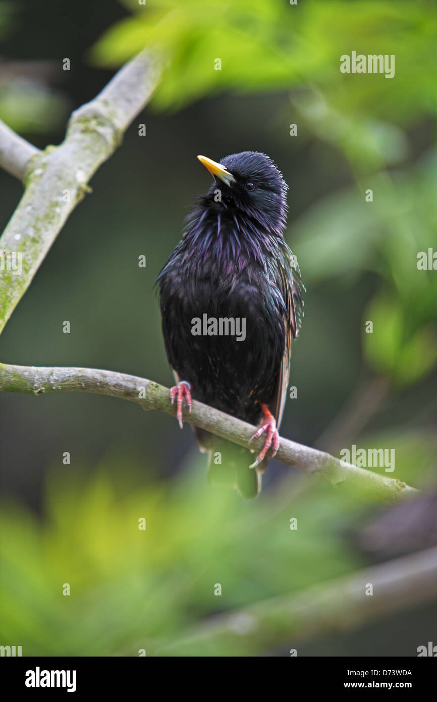 Starling in tree hi-res stock photography and images - Alamy