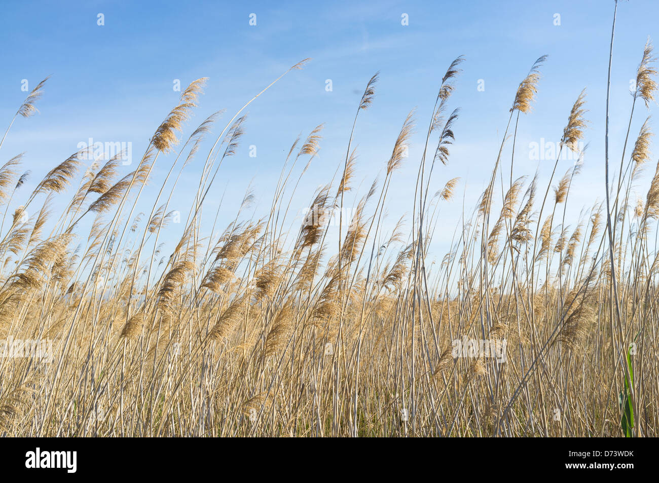 Marsy hi-res stock photography and images - Alamy