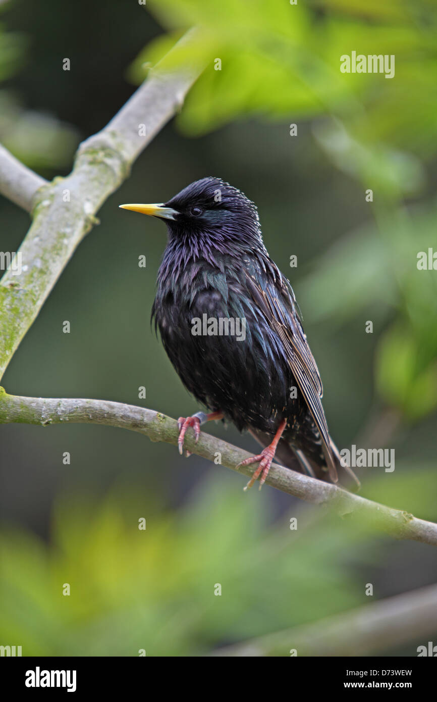 Starling in tree hi-res stock photography and images - Alamy