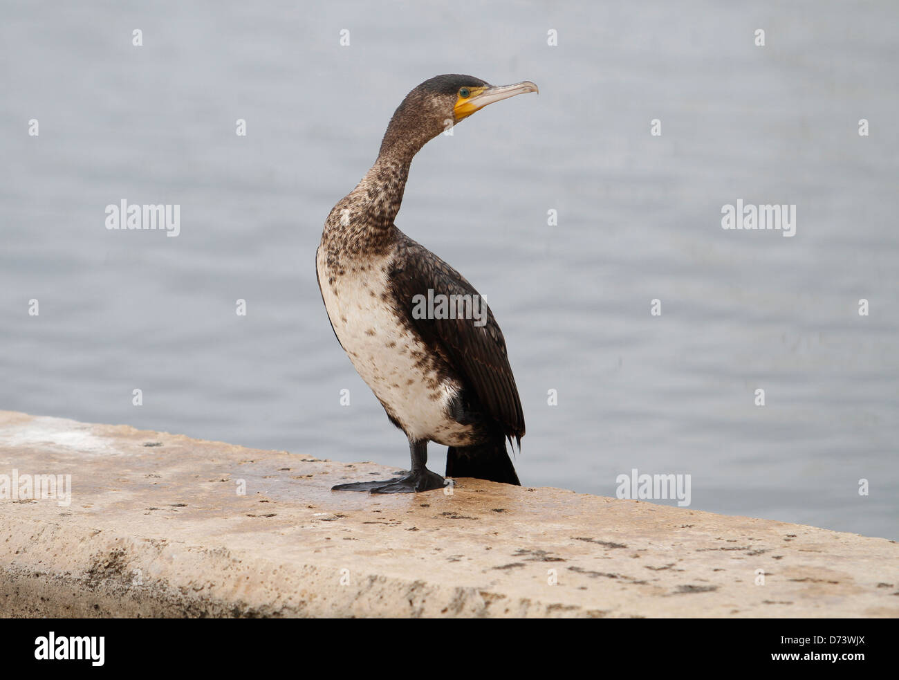 Crow on a stand hi-res stock photography and images - Alamy