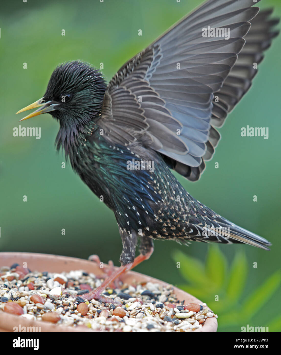Starling bird feeder hi-res stock photography and images - Alamy