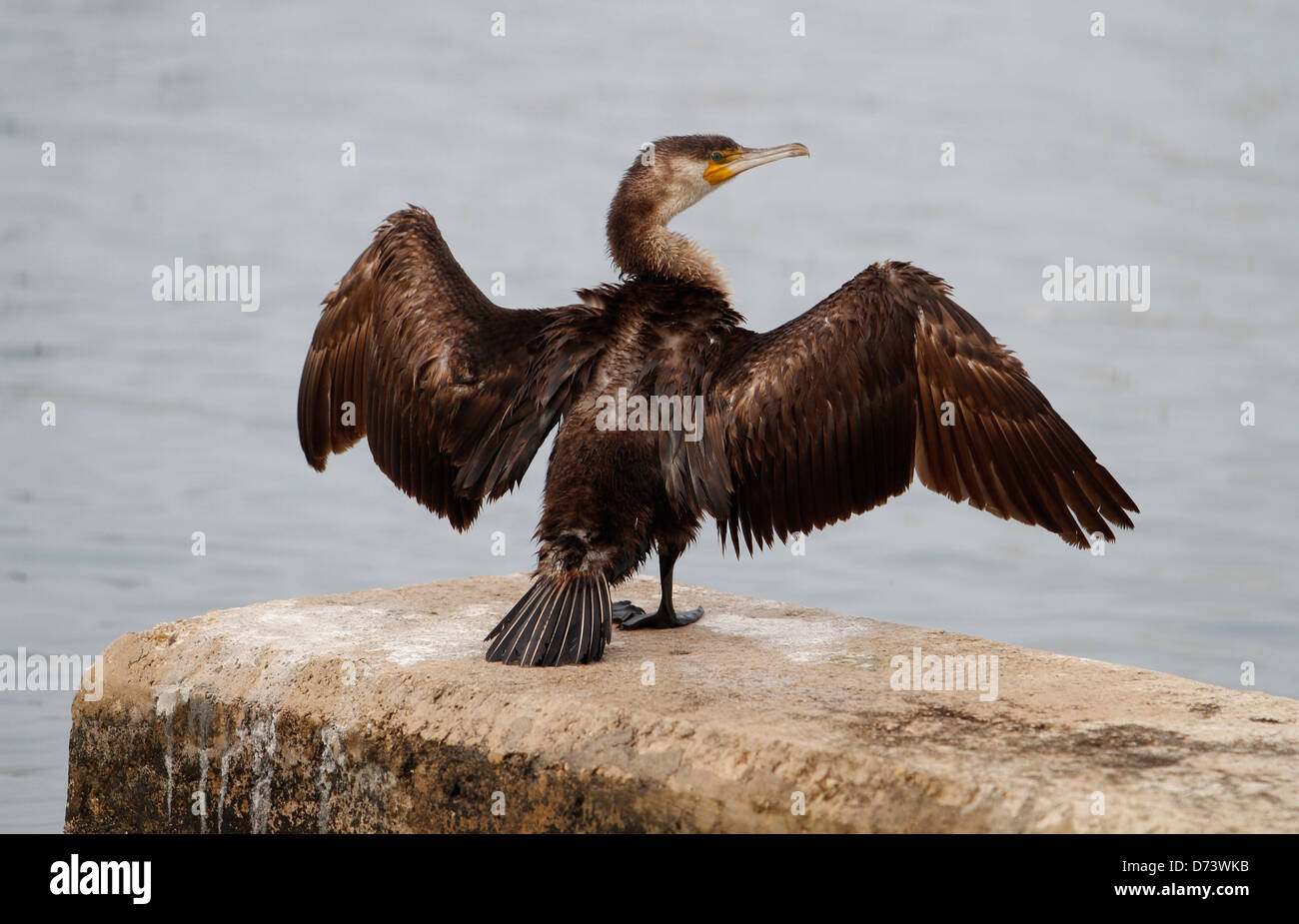 A marine crow is seen resting on a dock in Palma de Majorca´s port ...