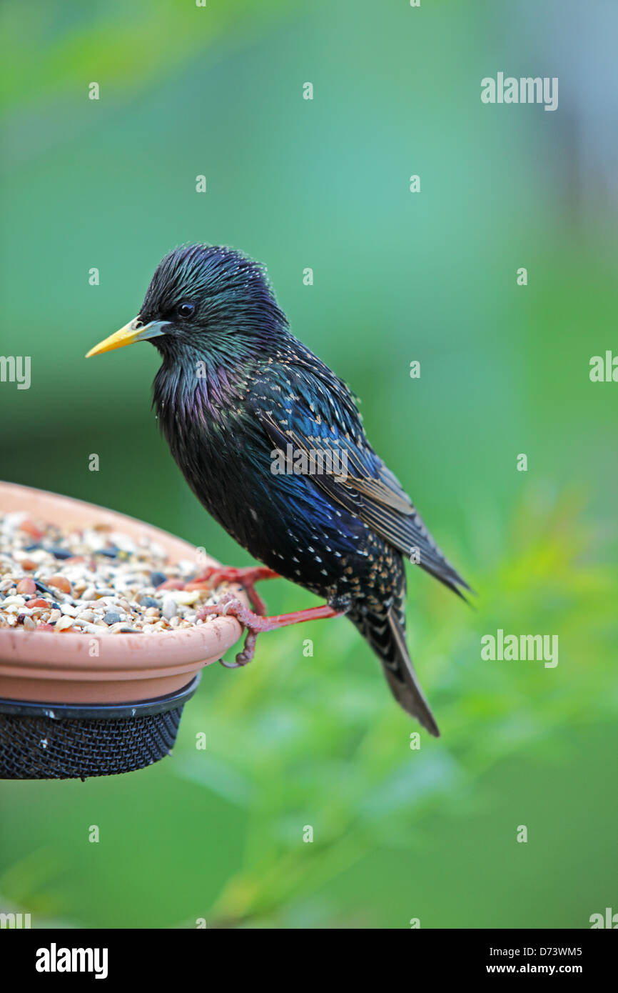 Starling bird feeder hi-res stock photography and images - Alamy