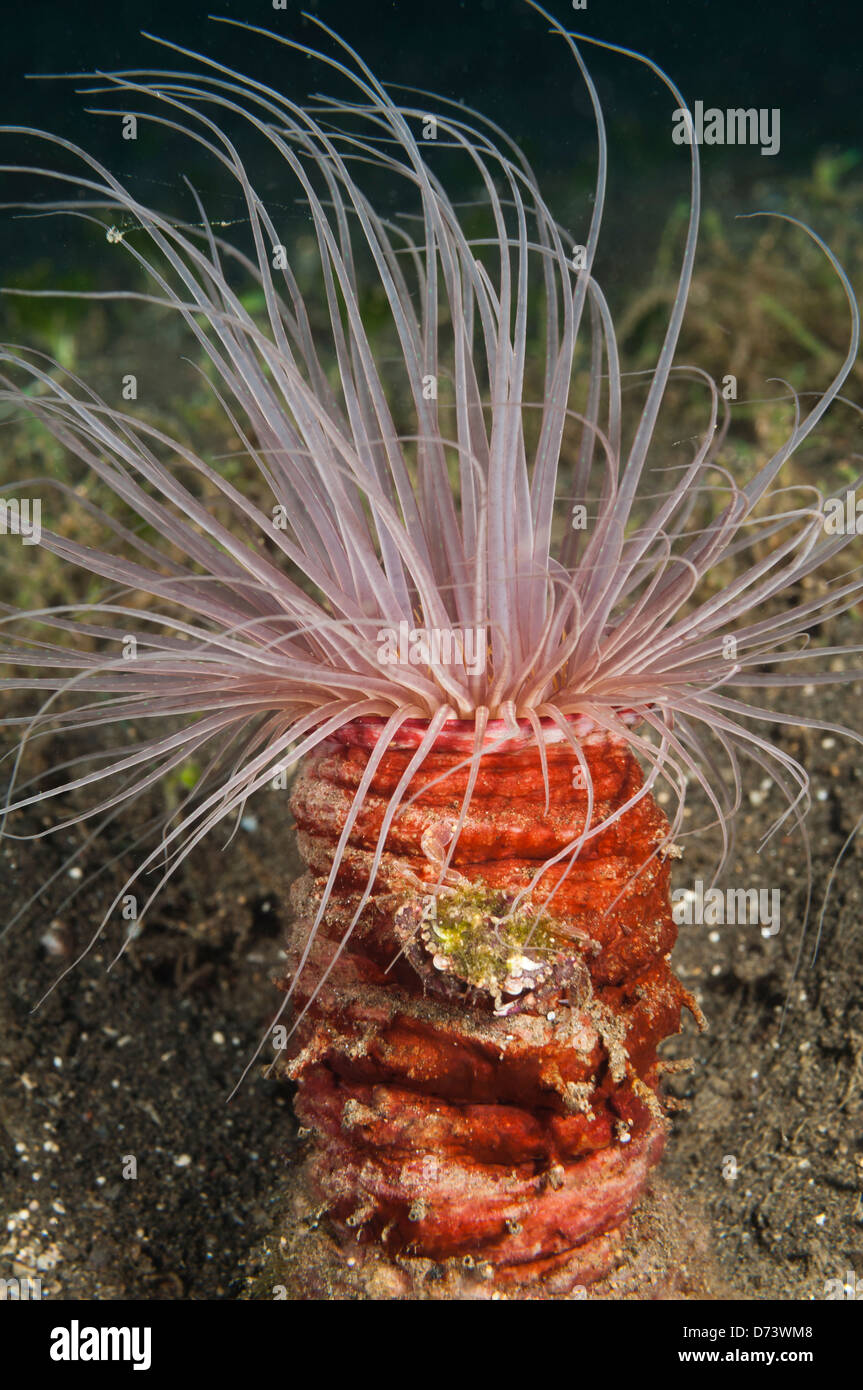 A girdled tube anemone on a black sand reef Stock Photo - Alamy