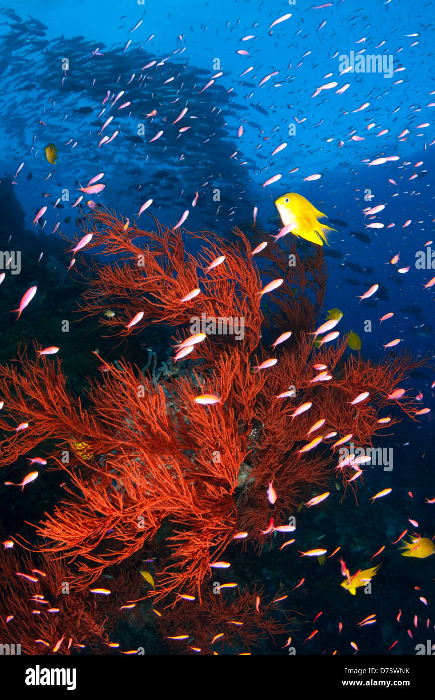 A brightly colored fish swims over the reef with a school of jacks and ...