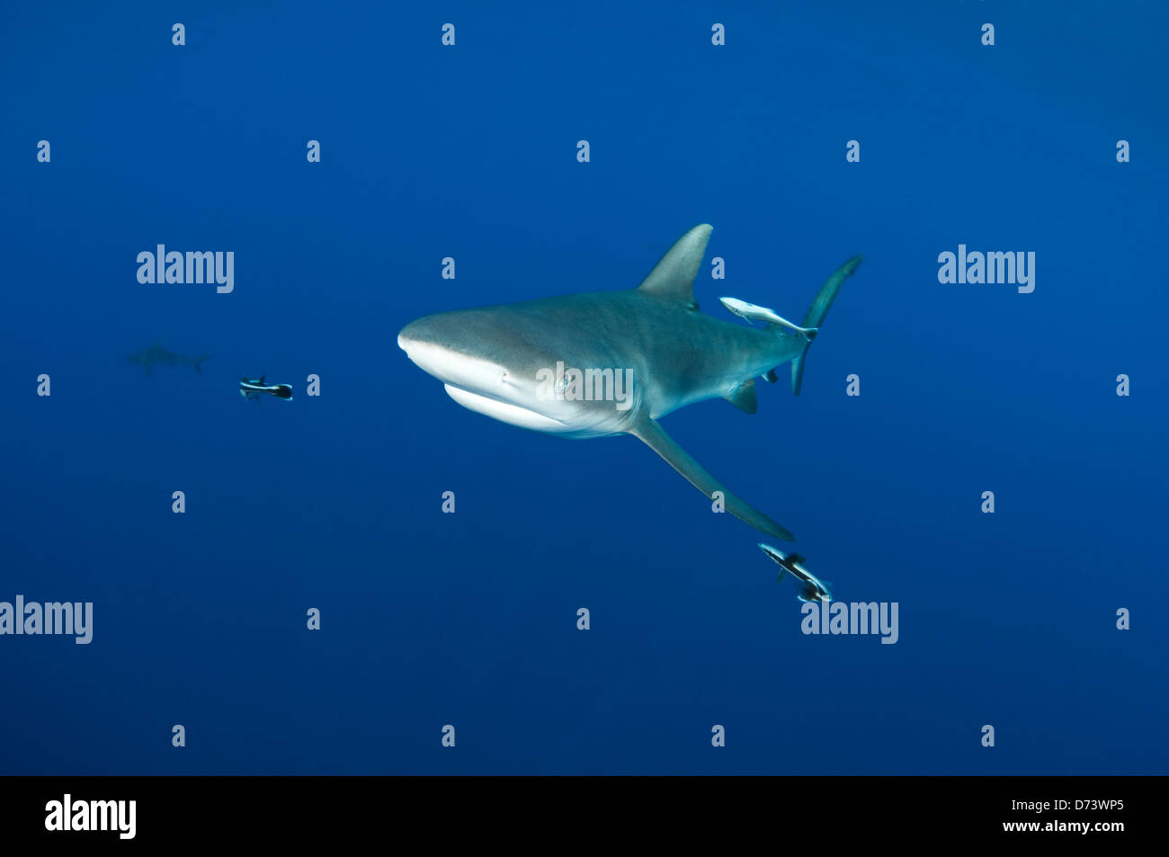 Remora Fish And Great White Shark