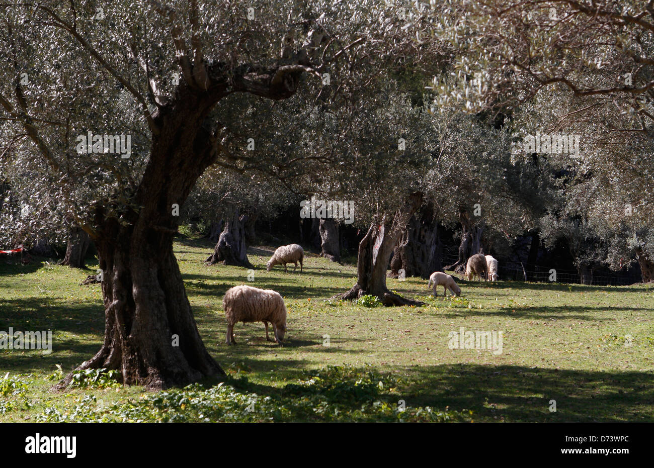 Olive tree sheep hi-res stock photography and images - Alamy