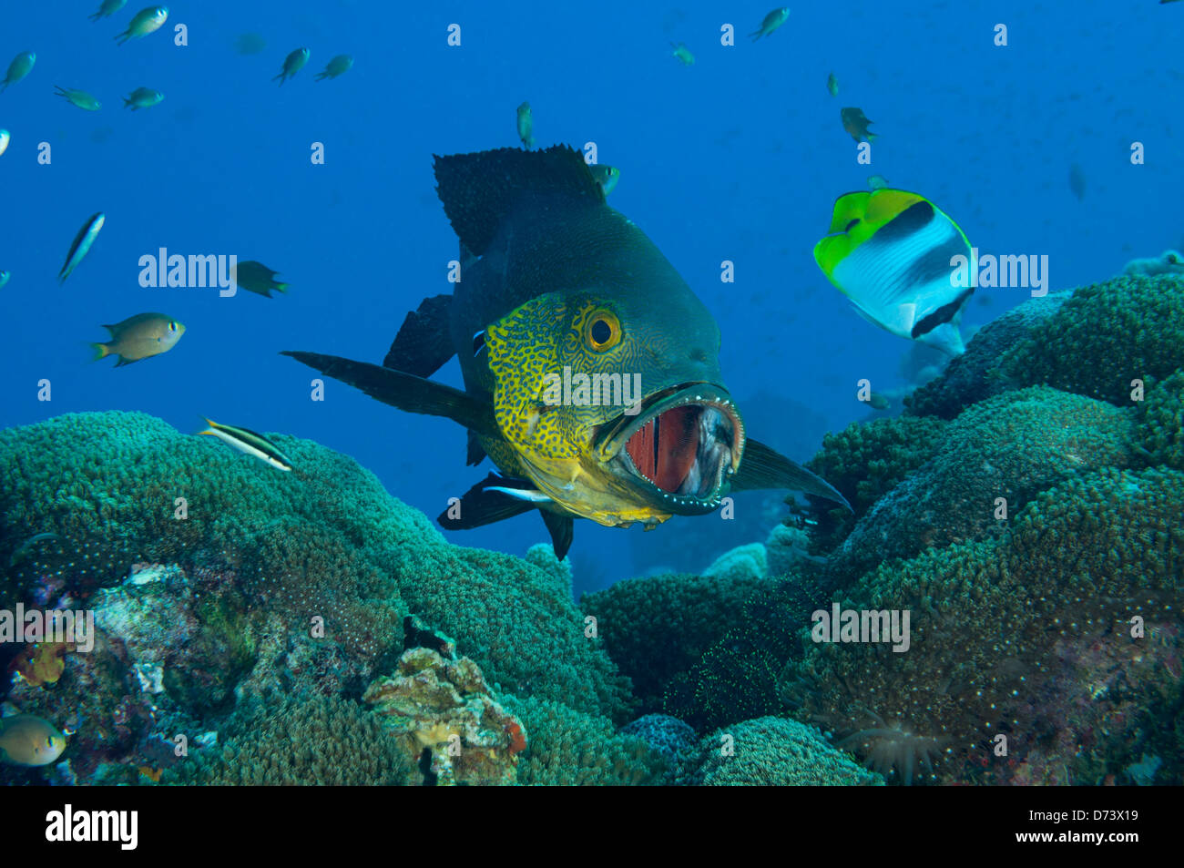 Reef behavior hi-res stock photography and images - Alamy