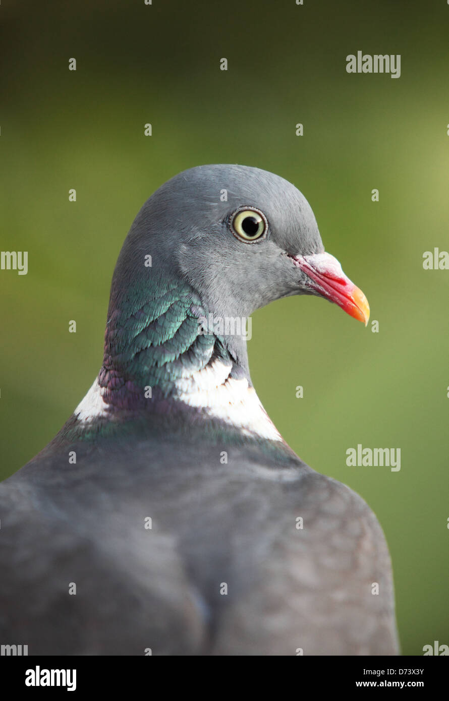 Headshot bird hi-res stock photography and images - Alamy