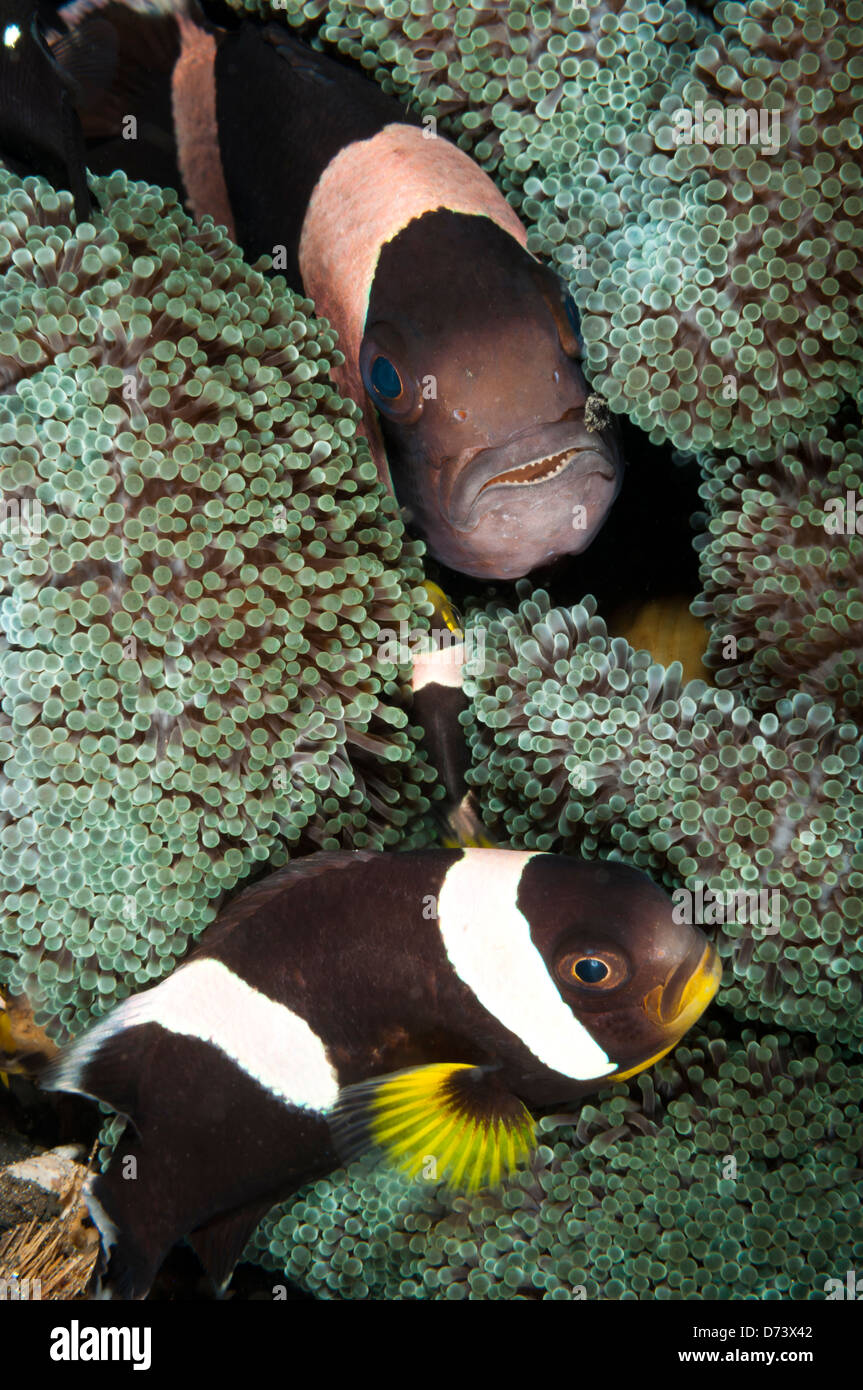 Two panda clownfish defend their nest Stock Photo - Alamy