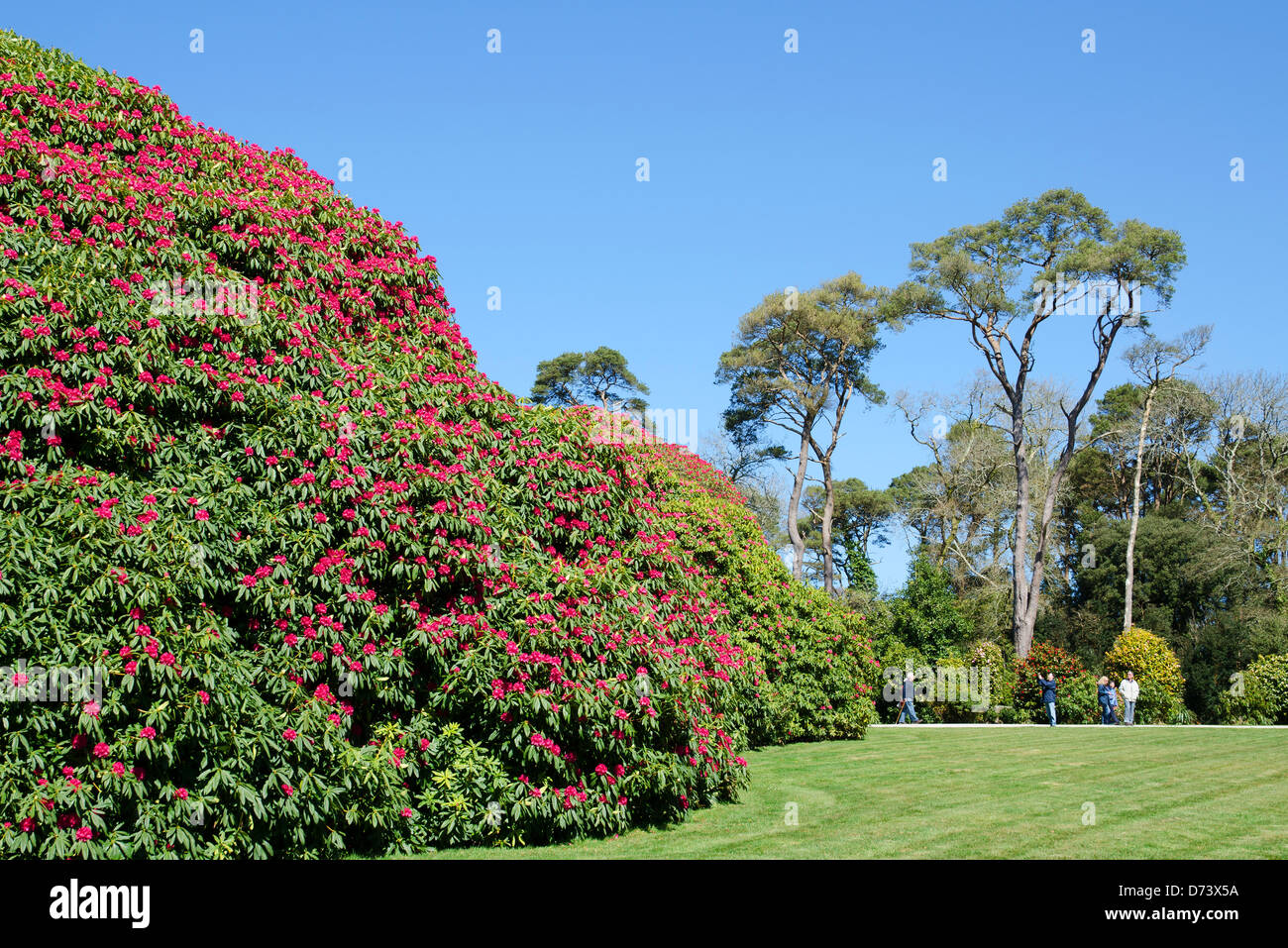 A huge Rhododendron bush in the gardens of Tregothnan House, Cornwall ...