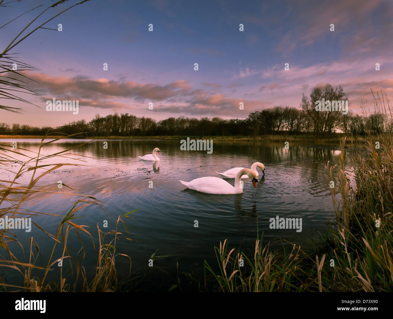Swan Lake, three (3) Swans on a lake at Sunrise in Big Waters nature ...