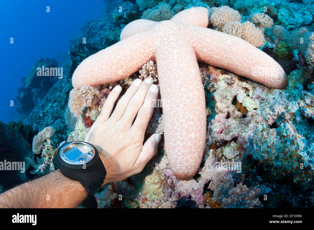 Giant Starfish