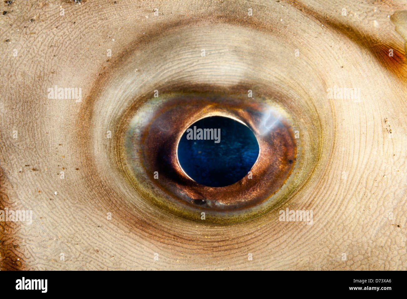 Puffer fish arothron manilensis hi-res stock photography and images - Alamy
