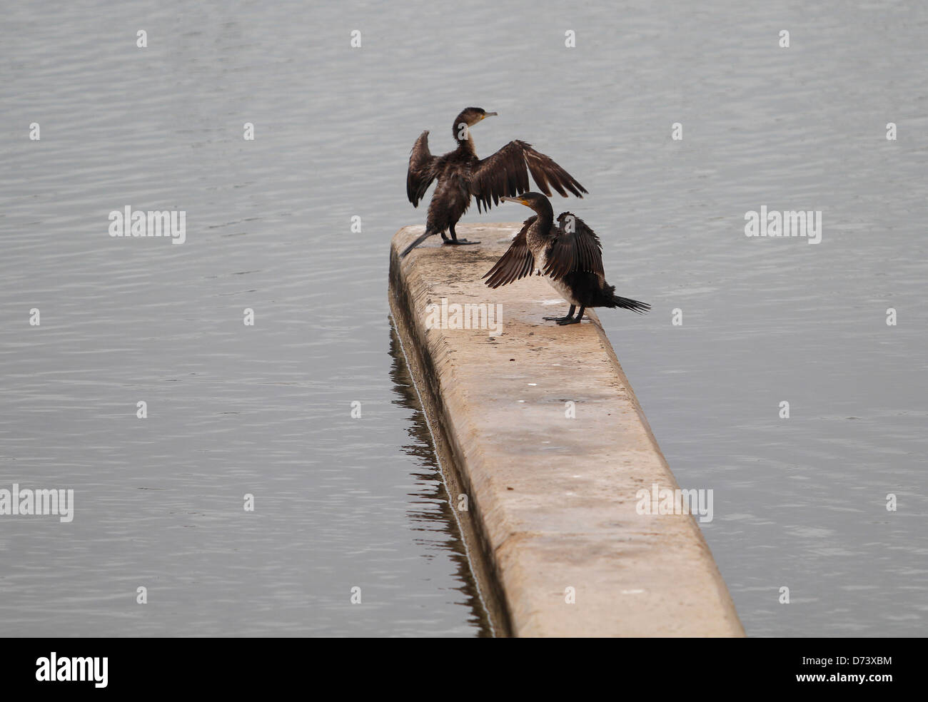 A couple of marine crows are seen resting on a dock in Palma de Majorca ...