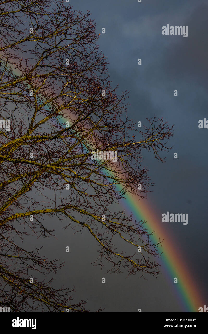Rainbow behind a tree Stock Photo - Alamy