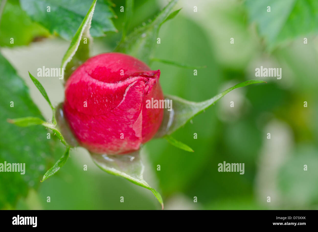Red rose flower bud about to open to spring sunrays Stock Photo - Alamy