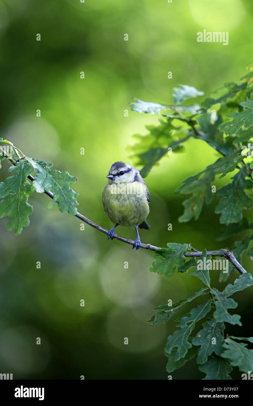 Blue Tit in Oak tree Stock Photo - Alamy