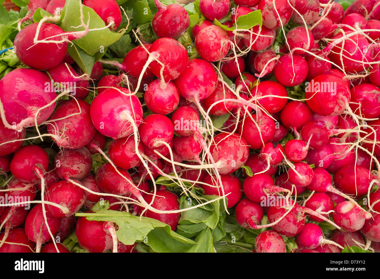 Radish roots hi-res stock photography and images - Alamy