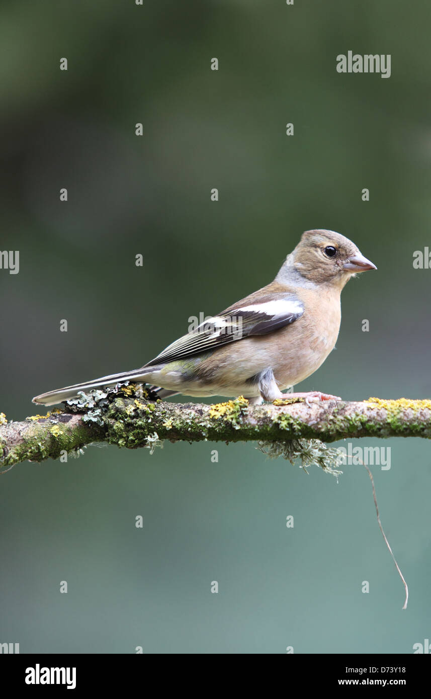 Female chaffinch uk hi-res stock photography and images - Alamy