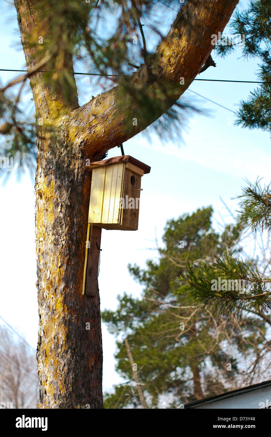 Self made Nesting box hanged on the pine-tree Stock Photo - Alamy