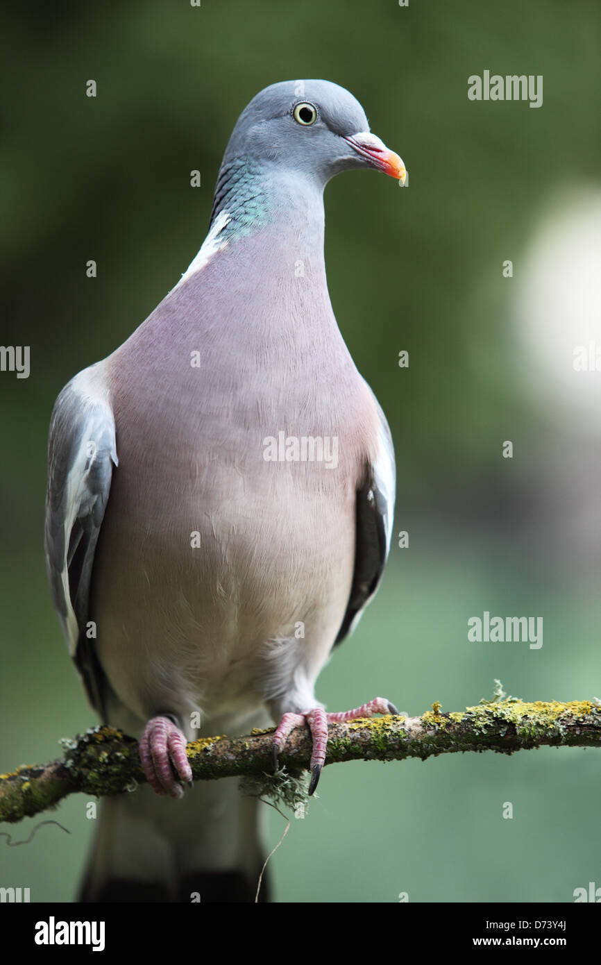 Perching birds hi-res stock photography and images - Alamy