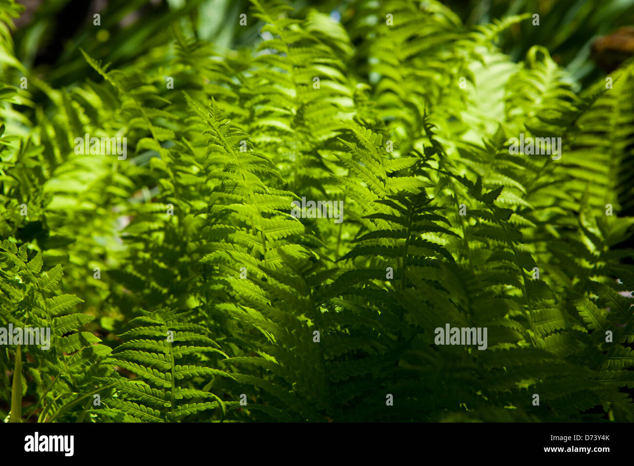 Bracken fern ferns hi-res stock photography and images - Alamy